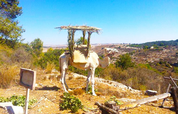 Bringing the Biblical Landscape to Life - America Israel Tours